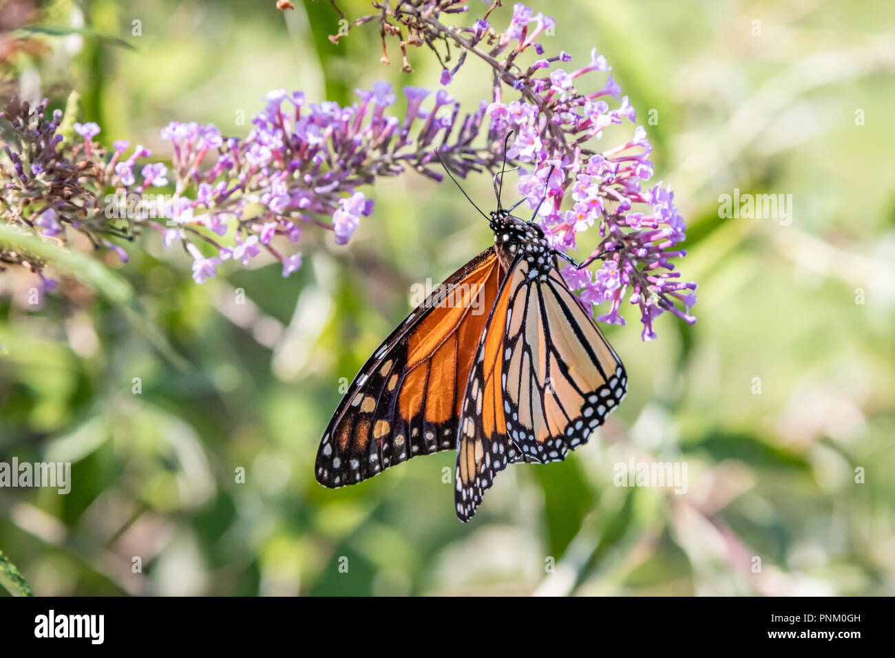 A Monarch butterfly (Danaus plexippus) in a flower garden Stock Photo ...