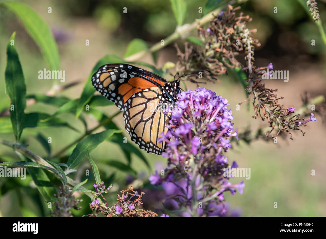 A Monarch butterfly (Danaus plexippus) in a flower garden Stock Photo ...