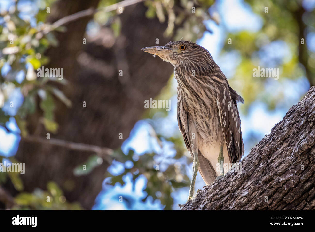 Juvenile Black-crowned Night Heron (Nycticorax nycticorax) on a lake ...