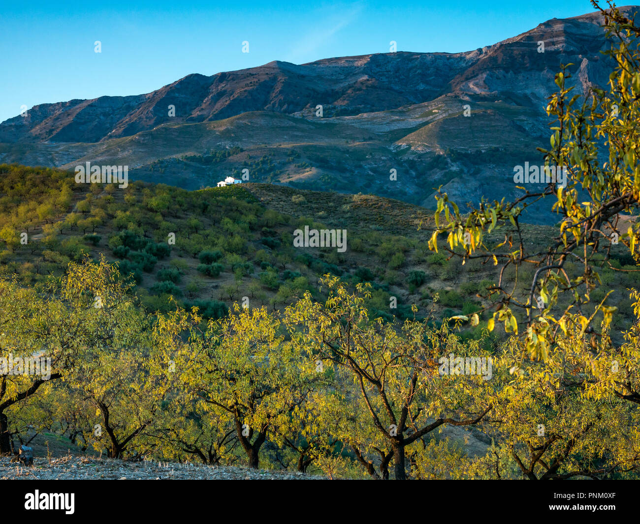 Almond trees hi-res stock photography and images - Alamy