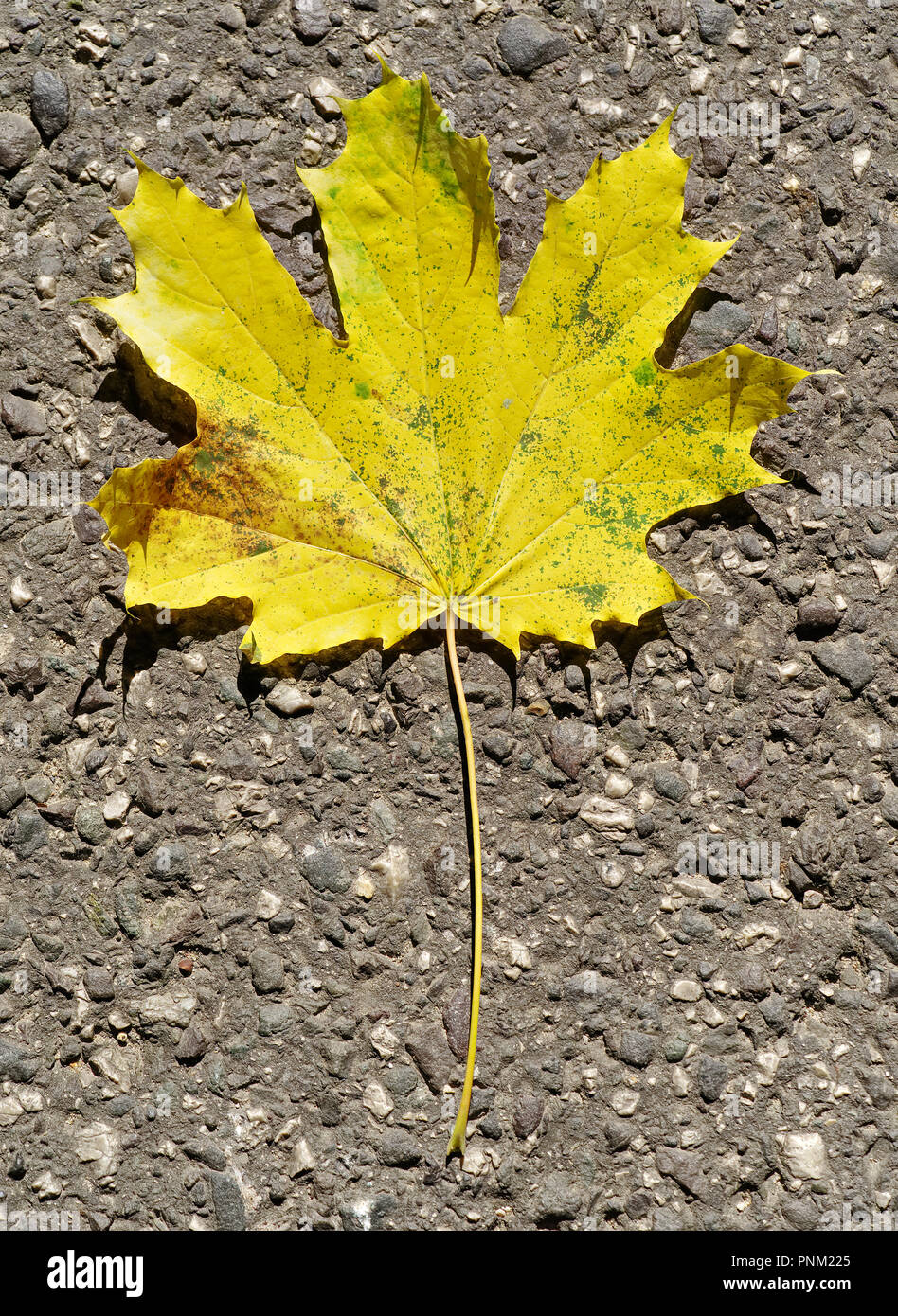 Yellow maple leaf Stock Photo - Alamy
