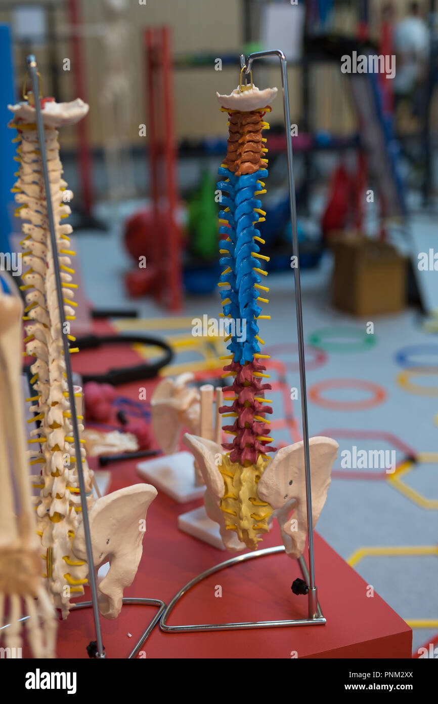 Medical Plastic Scale Model of Human Spine with Colorful Signs for ...