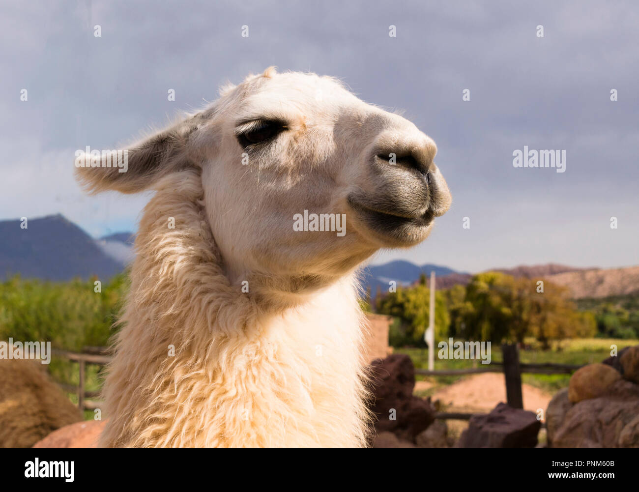 Llama andes hi-res stock photography and images - Alamy