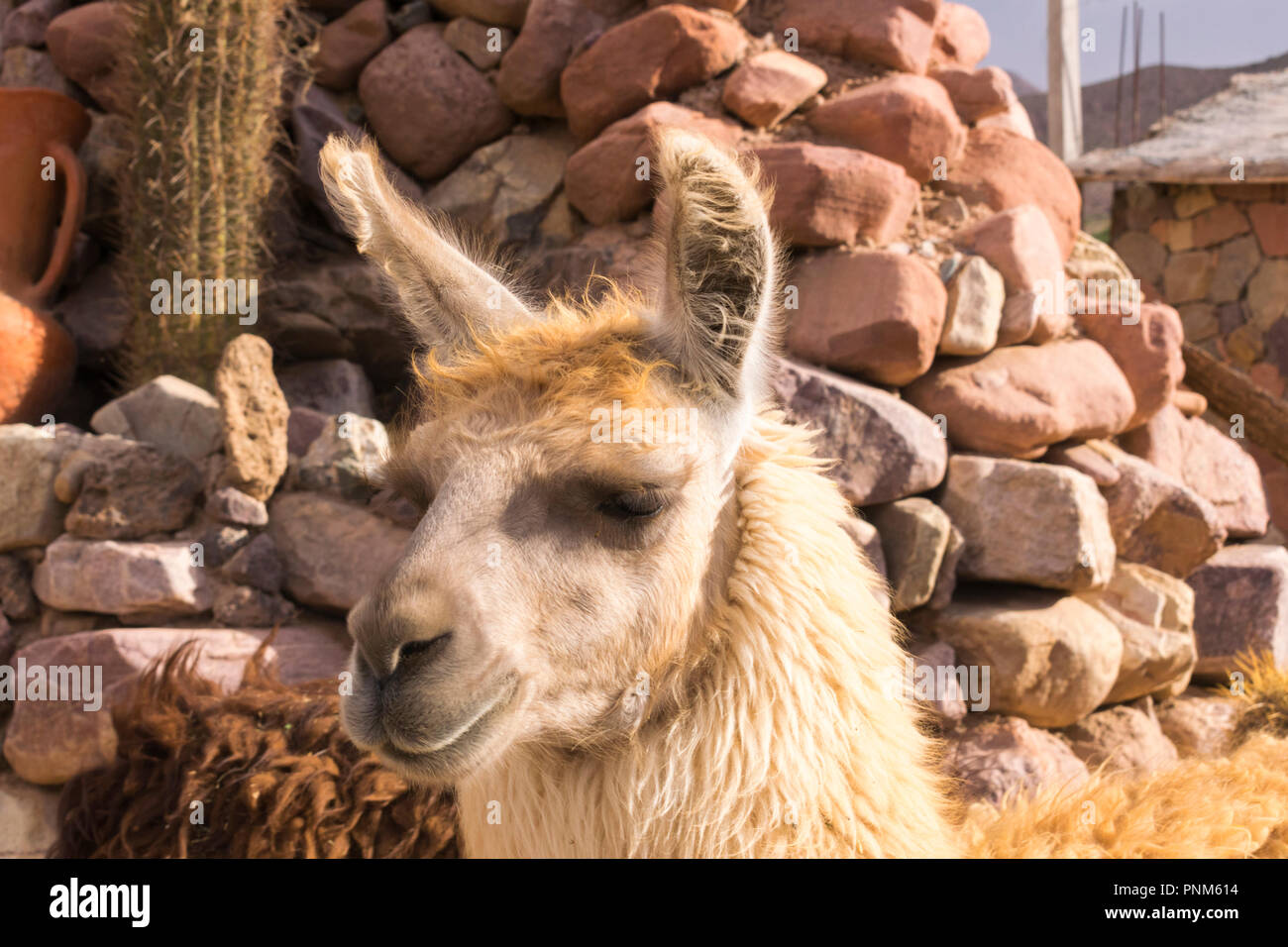 Llama lama glama in the altiplano hi-res stock photography and images - Alamy