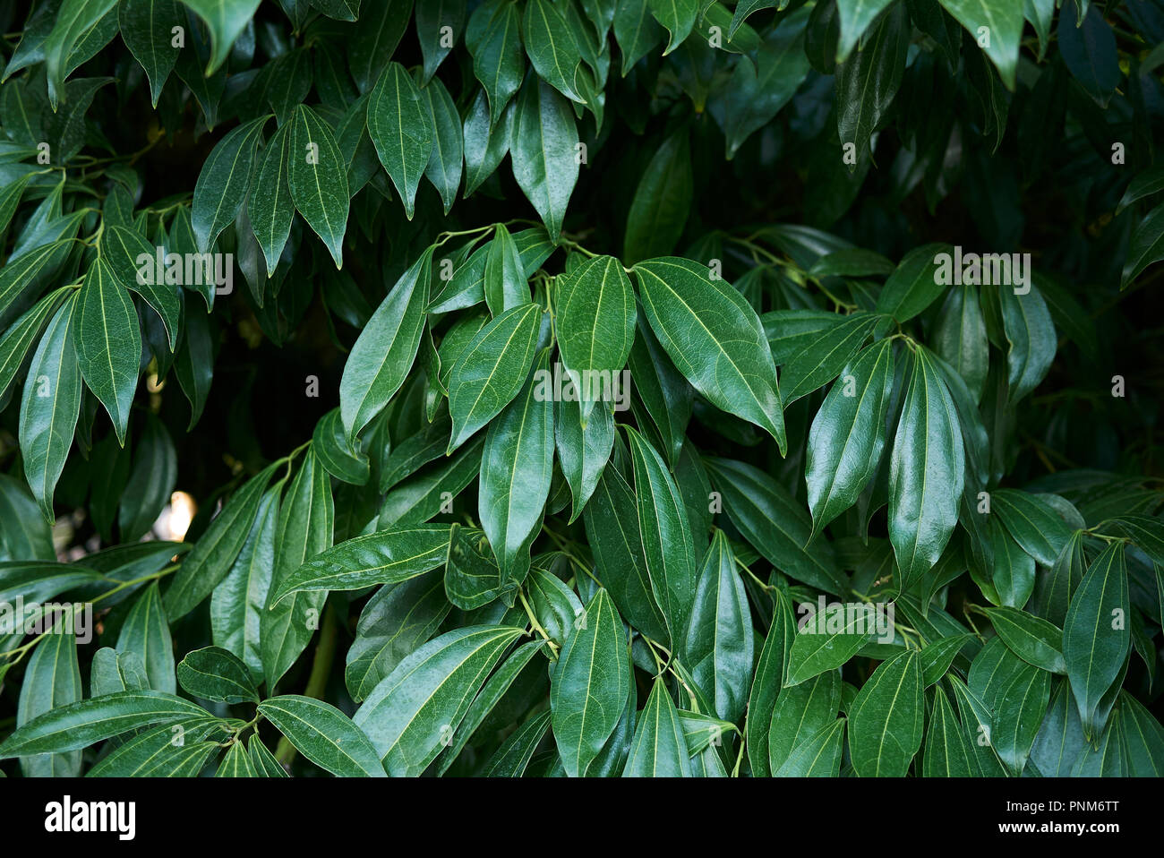 Cocculus plant hi-res stock photography and images - Alamy