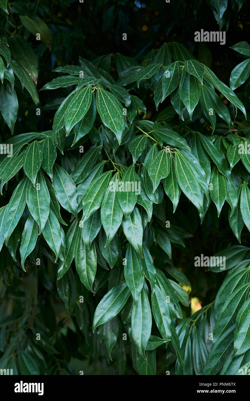 Cocculus Laurifolius