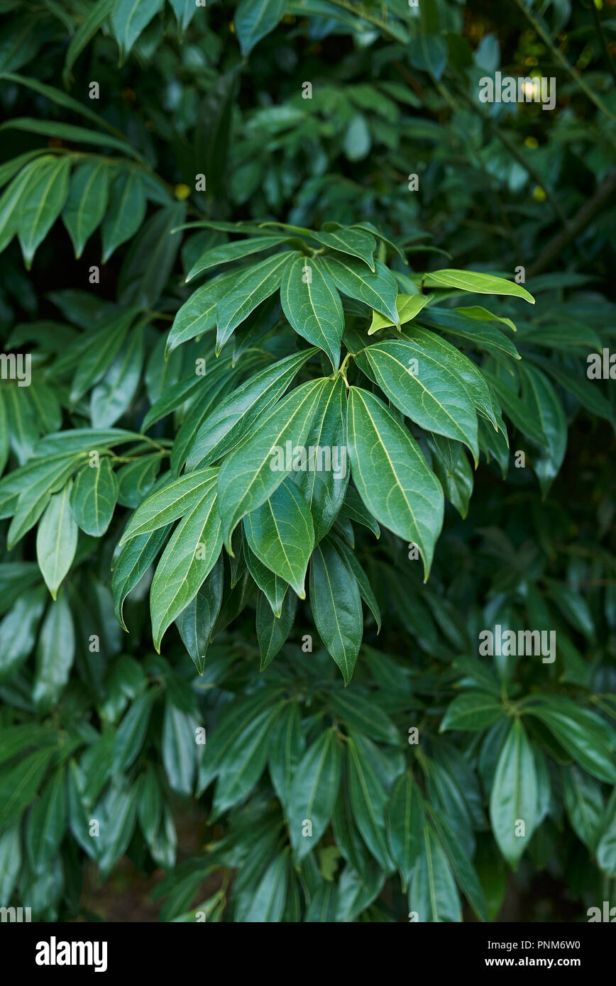 Cocculus plant hi-res stock photography and images - Alamy