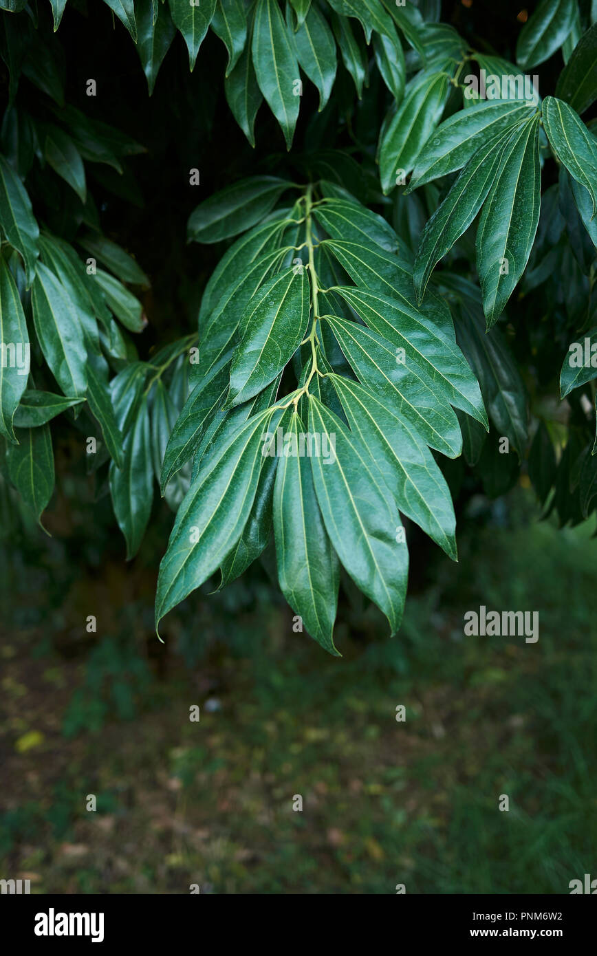 Cocculus plant hi-res stock photography and images - Alamy