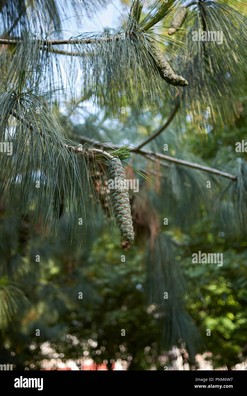 Eastern white pine pinus strobus hi-res stock photography and images ...