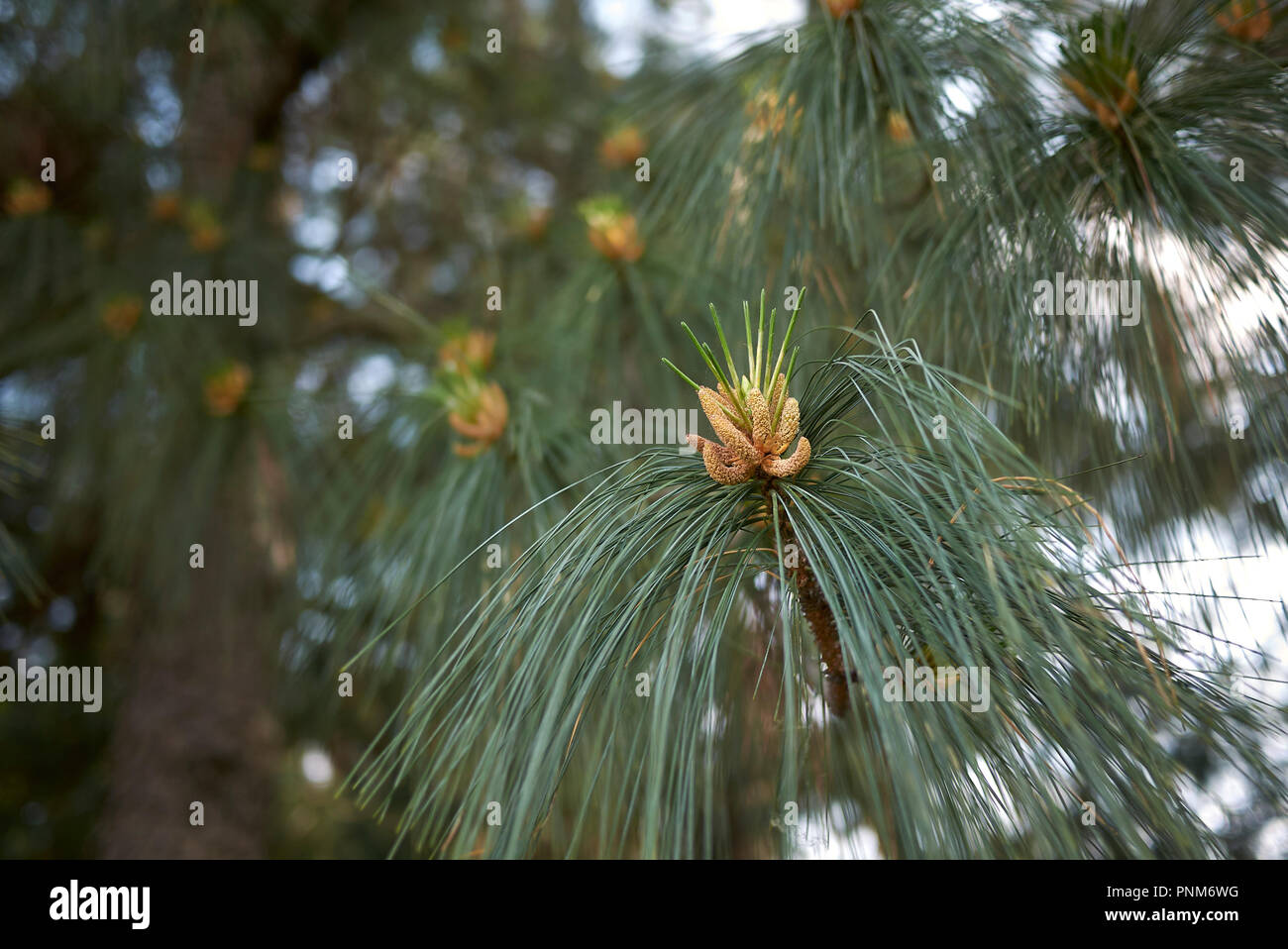 Pinus strobus inflorescence Stock Photo - Alamy