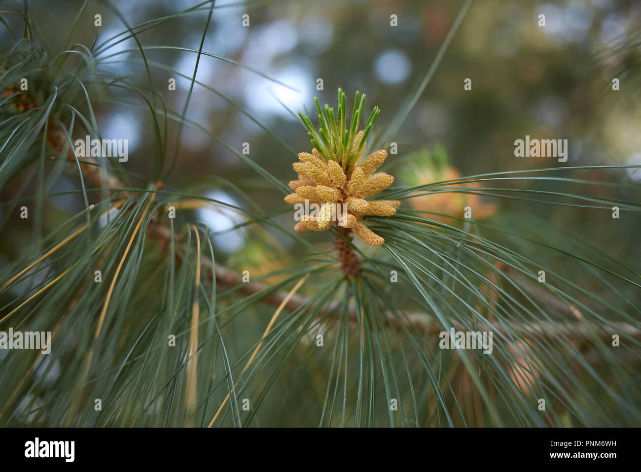 Pinus strobus inflorescence Stock Photo - Alamy