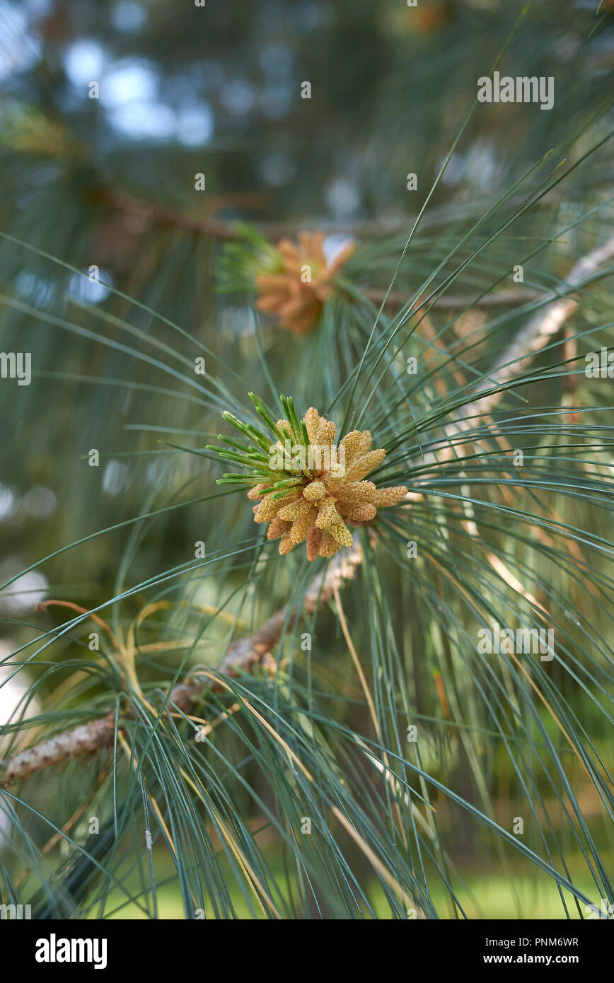 Pinus strobus inflorescence Stock Photo - Alamy
