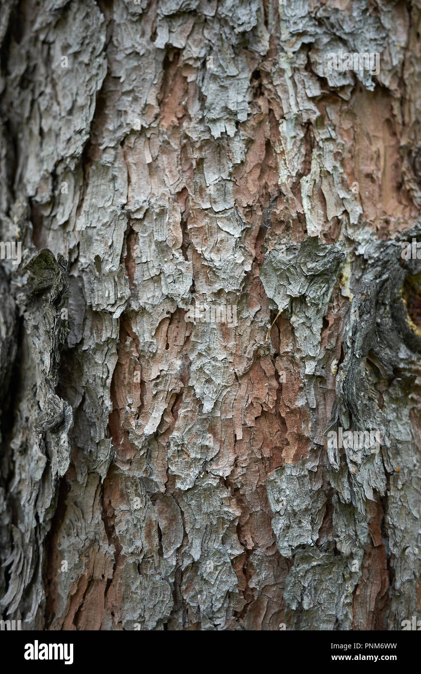 Trunk bark eastern white pine hi-res stock photography and images - Alamy