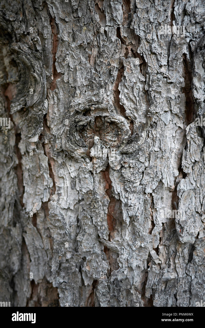 Trunk bark eastern white pine hi-res stock photography and images - Alamy