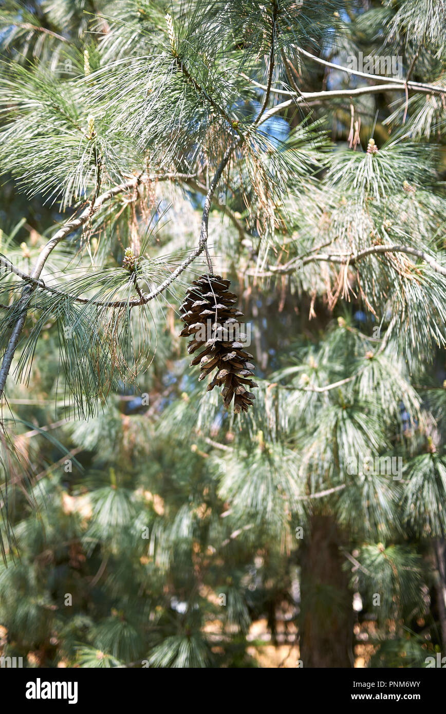 Pinus wallichiana hi-res stock photography and images - Alamy