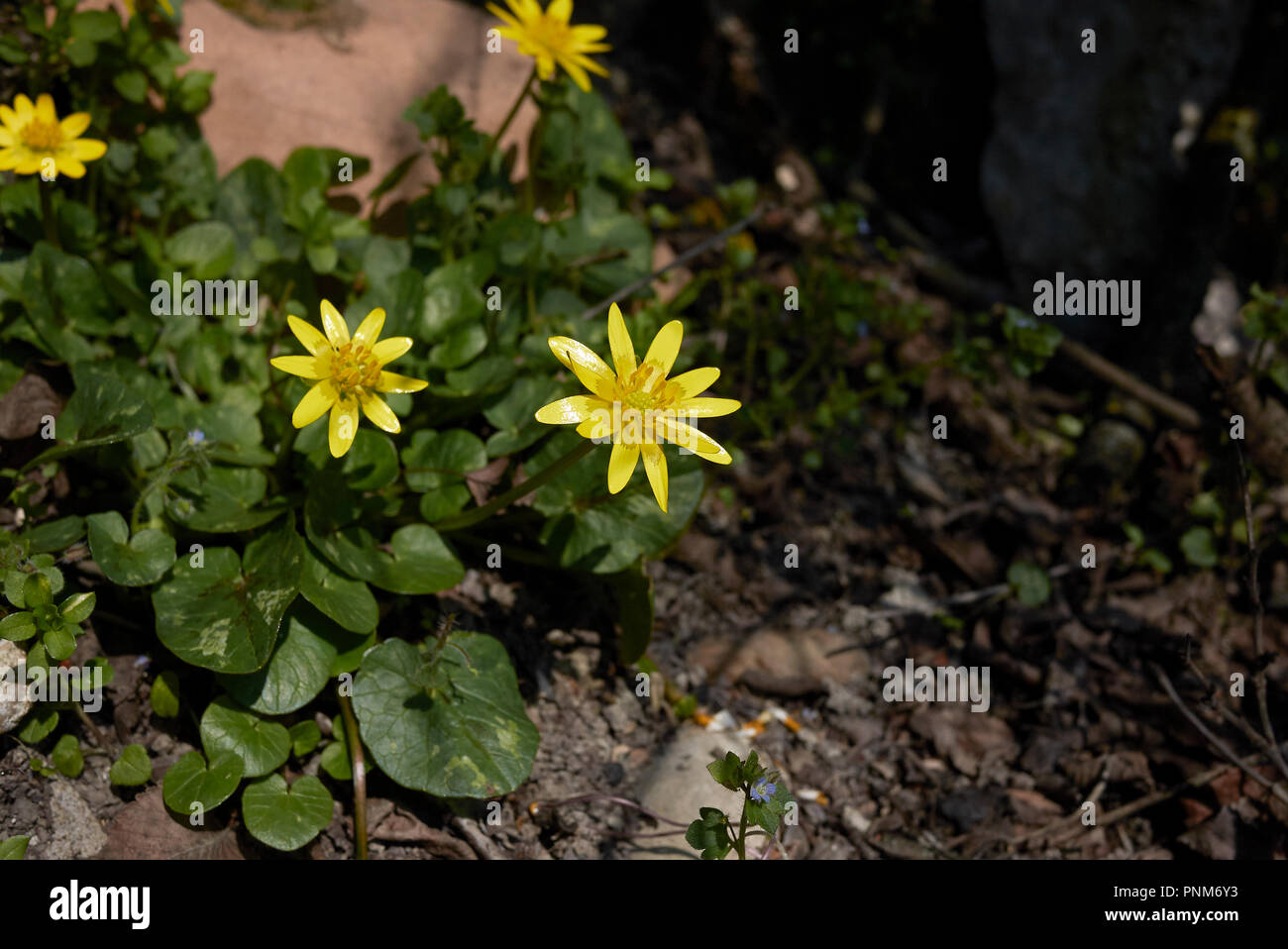 Fig buttercup ficaria verna hi-res stock photography and images - Alamy