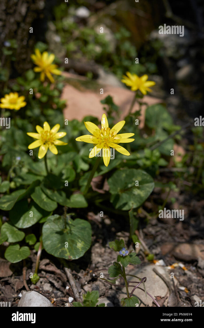 Fig buttercup ficaria verna hi-res stock photography and images - Alamy