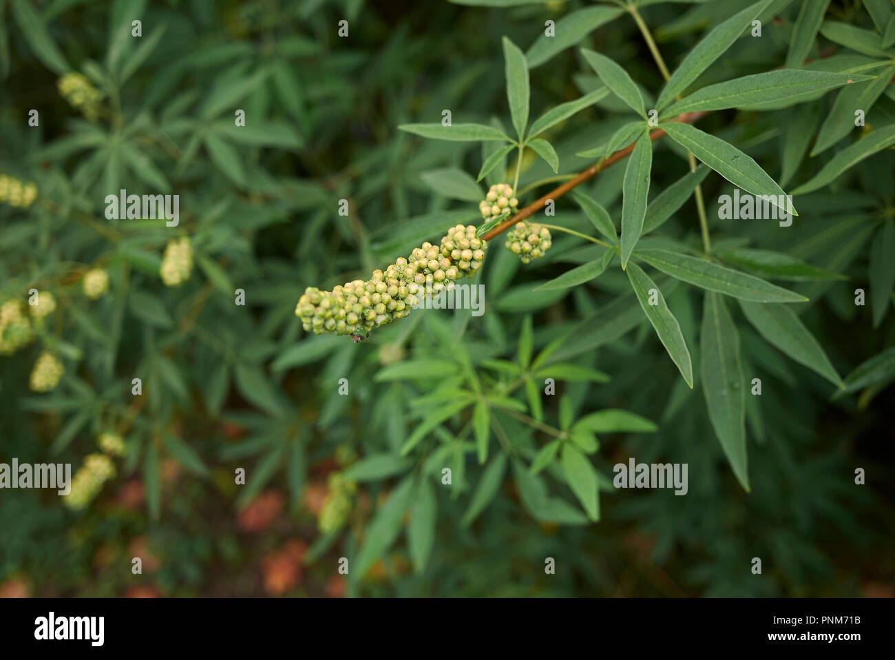 Vitex fruit hi-res stock photography and images - Alamy