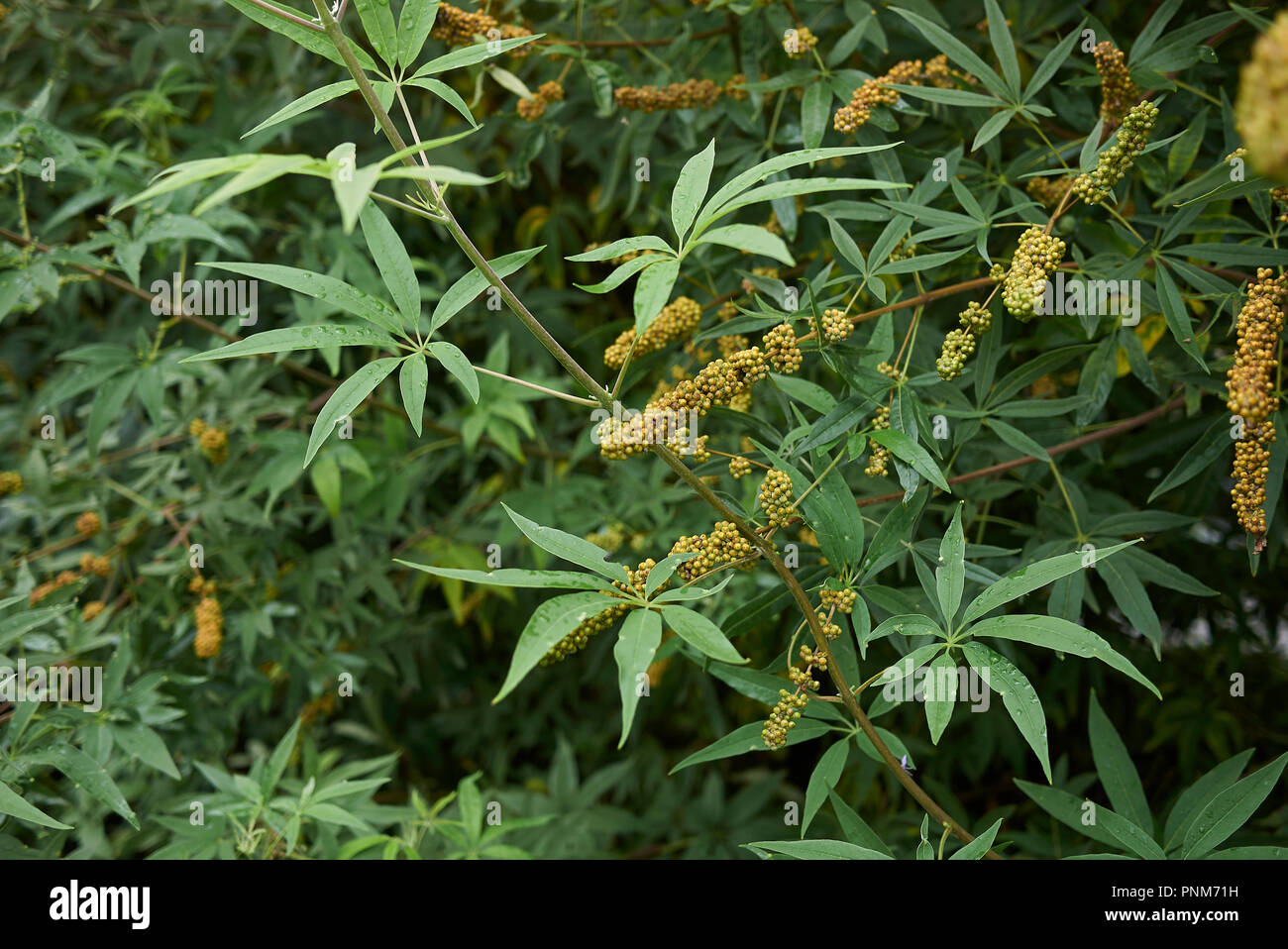 Vitex fruit hi-res stock photography and images - Alamy