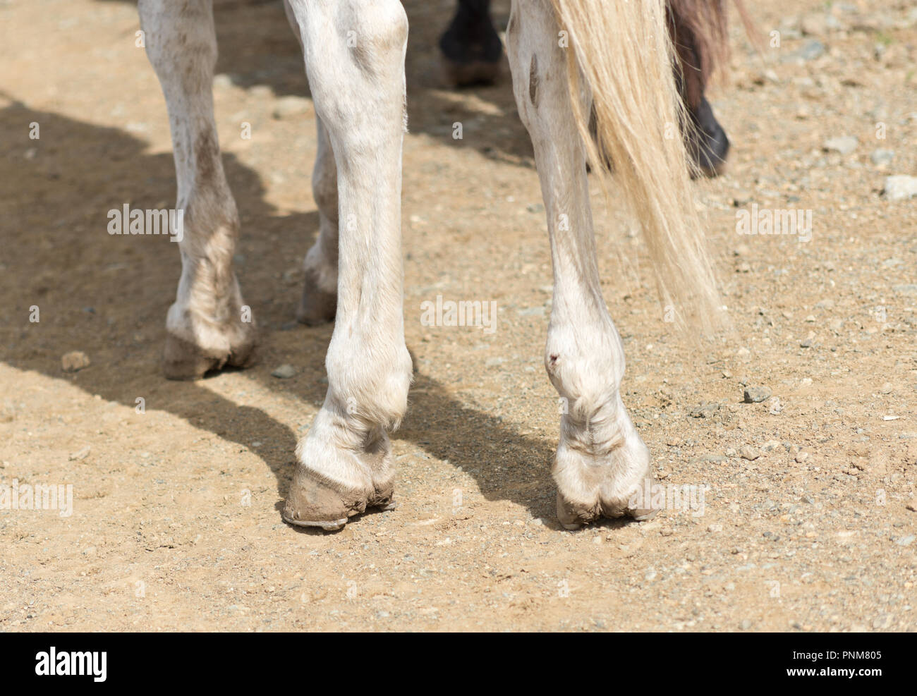 Close up shot of horse legs Stock Photo - Alamy