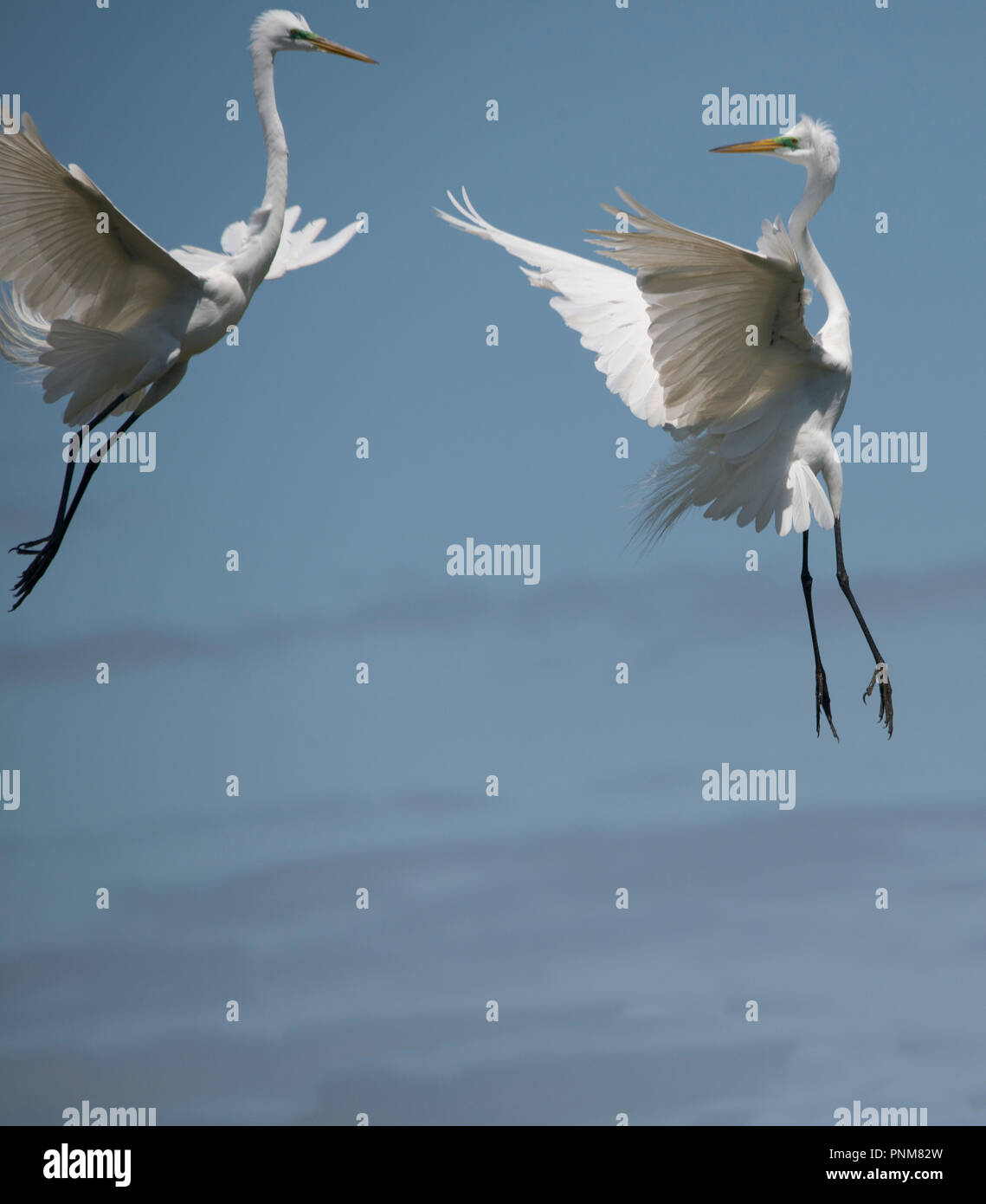 Wildlife along the Texas Gulf Coast Stock Photo - Alamy