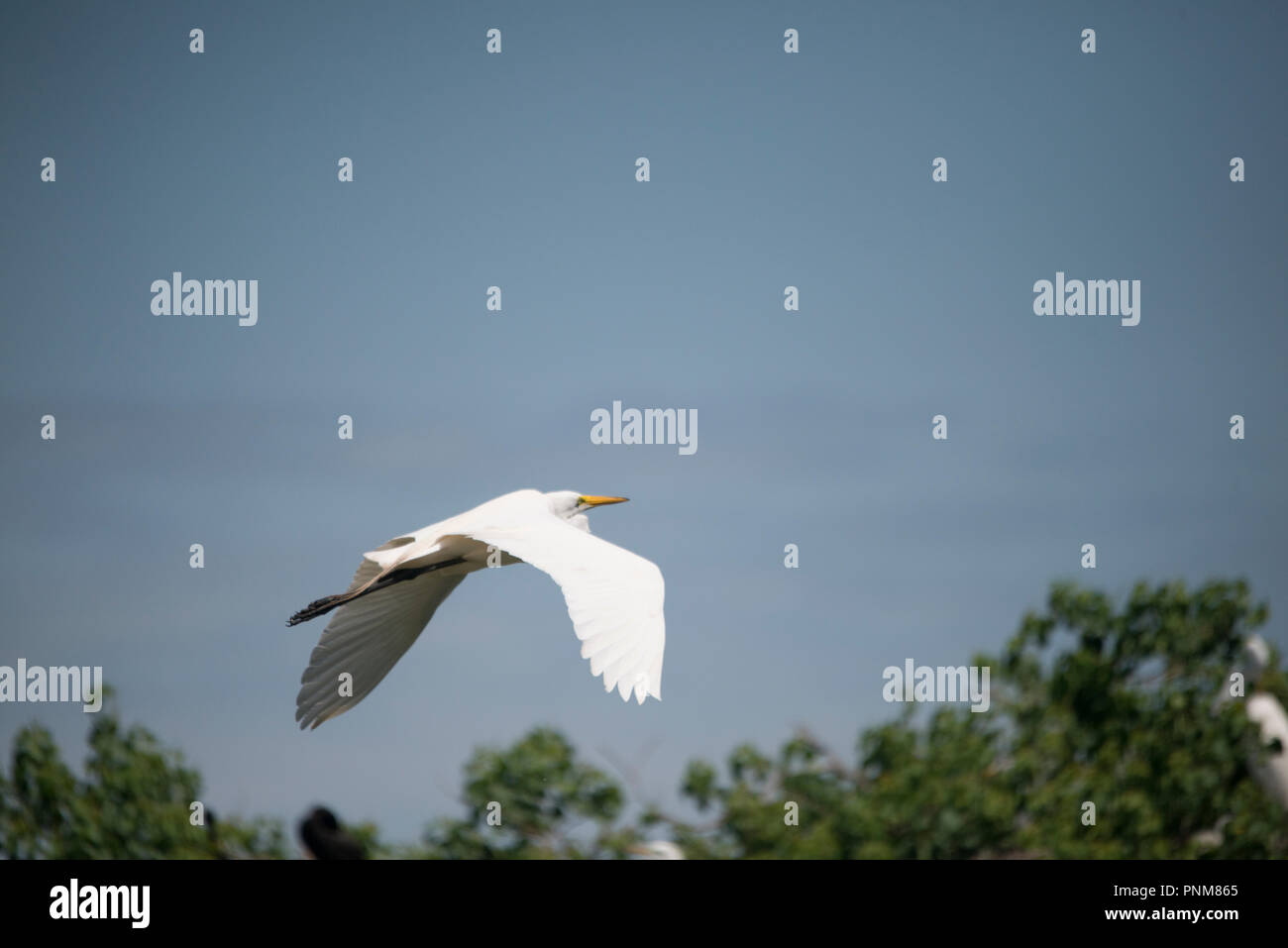 Gulf coast bird hi-res stock photography and images - Alamy