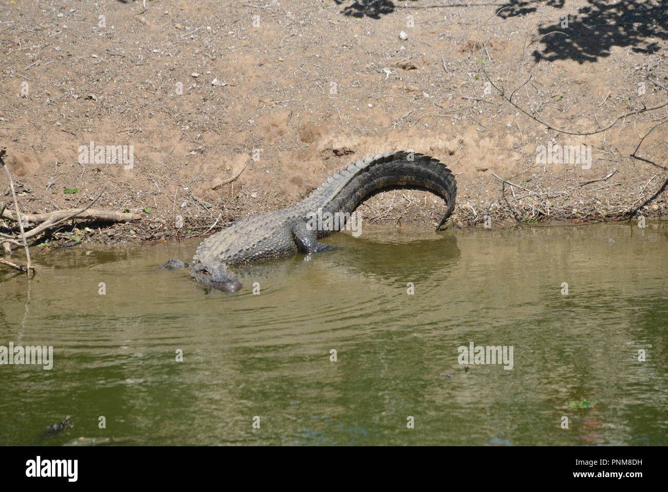 Wildlife along the Texas Gulf Coast Stock Photo - Alamy