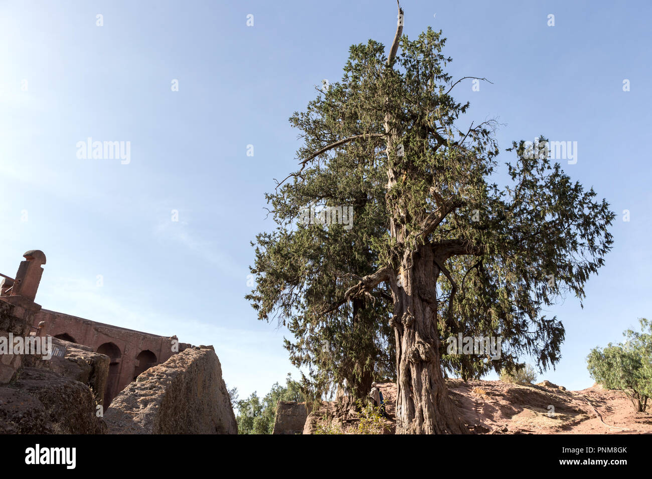 Wild olive tree hi-res stock photography and images - Alamy