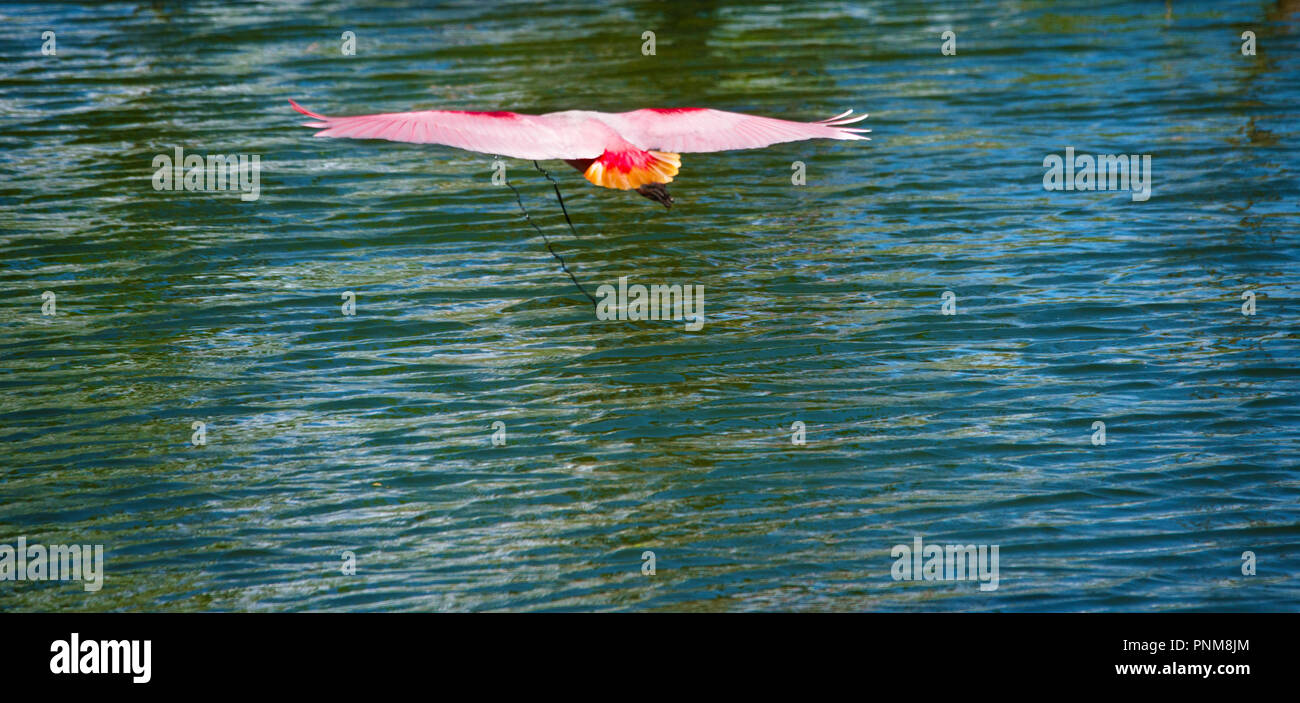Wildlife along the Texas Gulf Coast Stock Photo - Alamy