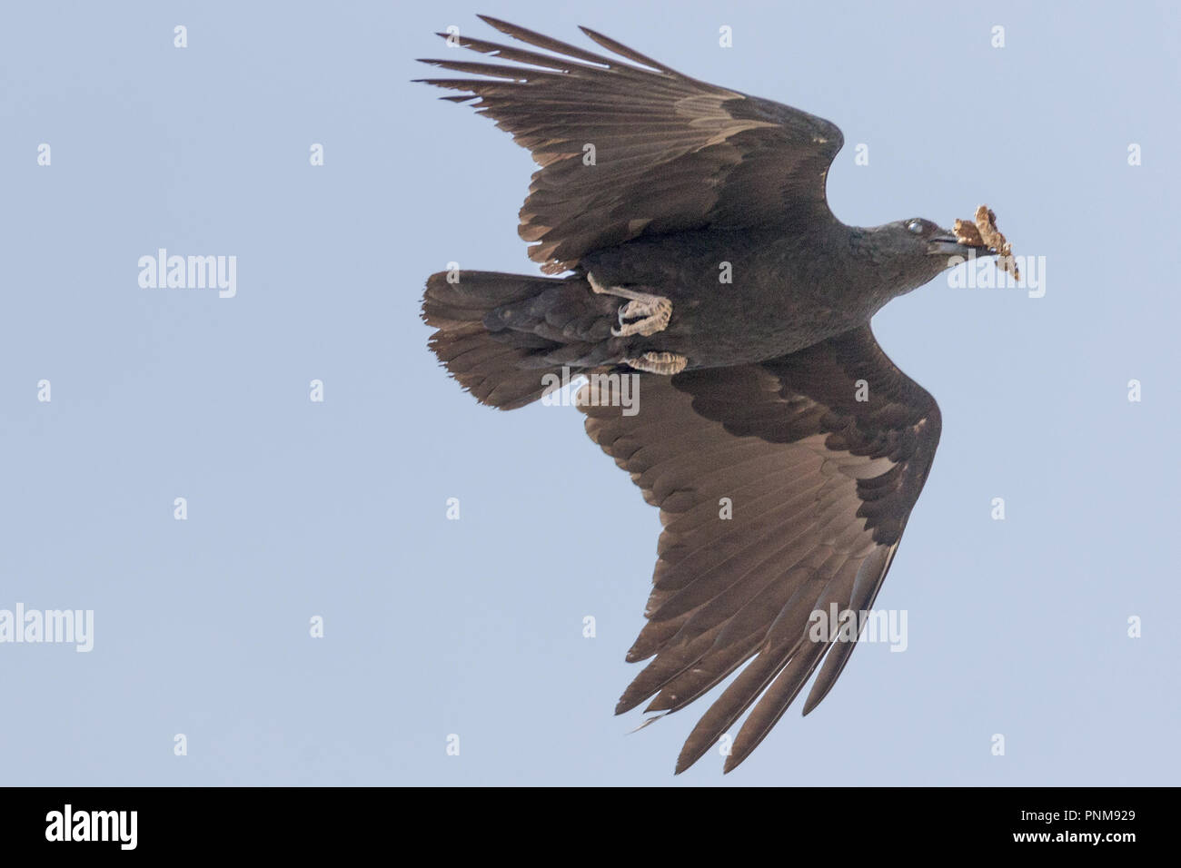 Fan-tailed Raven, Corvus rhipidurus, with scavenged food, Lalibela ...