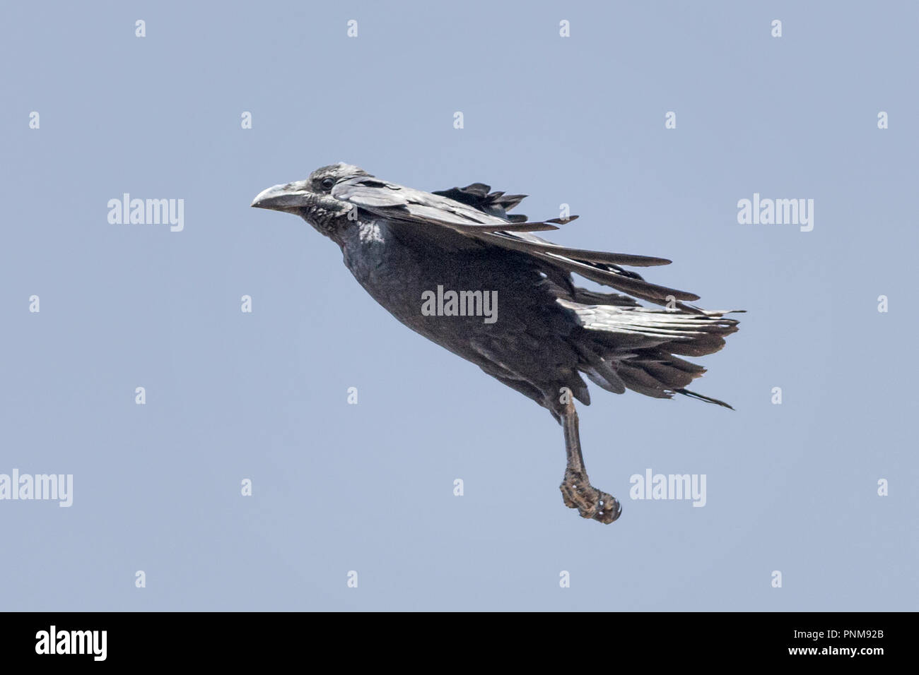 Fan-tailed Raven, Corvus rhipidurus, Lalibela, Ethiopia Stock Photo - Alamy