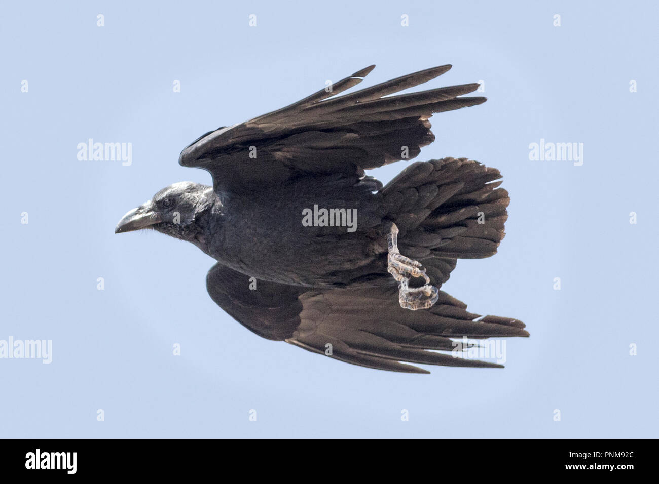 Fan-tailed Raven, Corvus rhipidurus, Lalibela, Ethiopia Stock Photo - Alamy