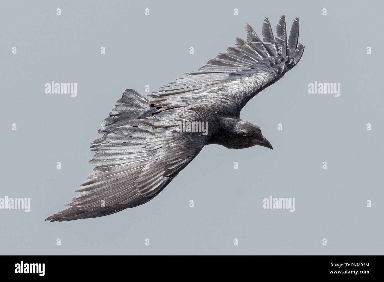 Fan-tailed Raven, Corvus rhipidurus, Lalibela, Ethiopia Stock Photo - Alamy