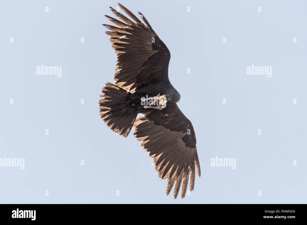 Fan-tailed Raven, Corvus rhipidurus, eating scavenged food mid-flight ...
