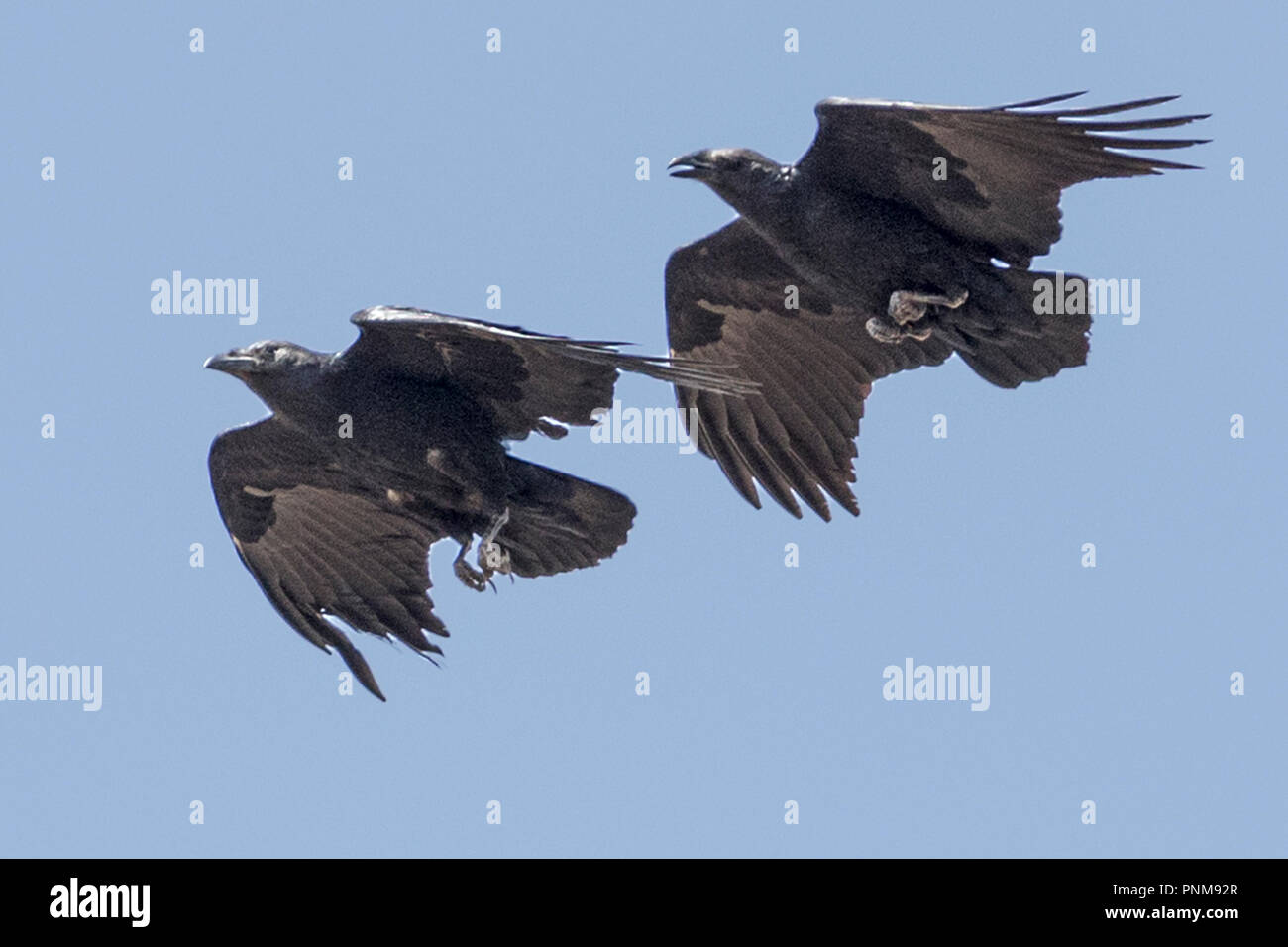 Fan-tailed Raven, Corvus rhipidurus, Lalibela, Ethiopia Stock Photo - Alamy