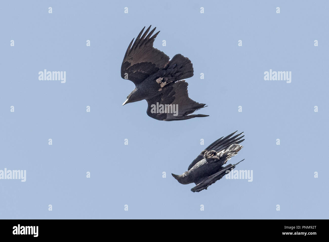 Fan-tailed Raven, Corvus rhipidurus, Lalibela, Ethiopia Stock Photo - Alamy