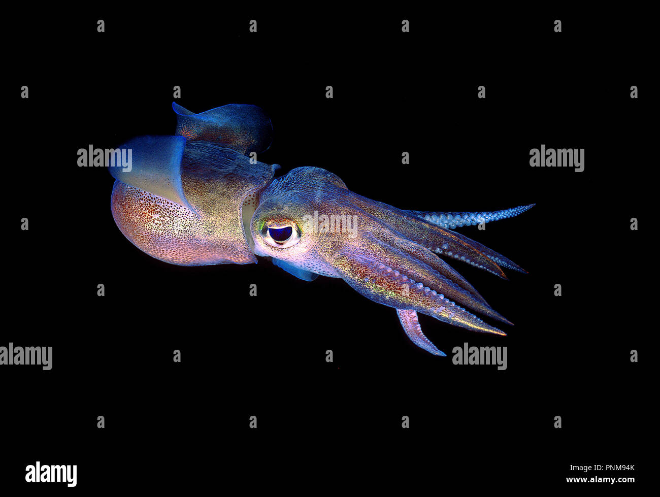 Sepiola High Resolution Stock Photography and Images - Alamy