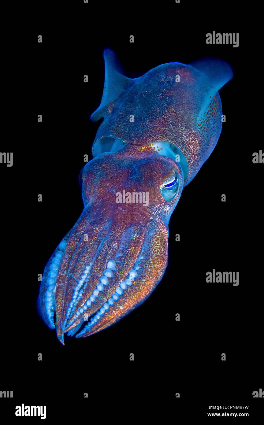 Sepiola High Resolution Stock Photography and Images - Alamy