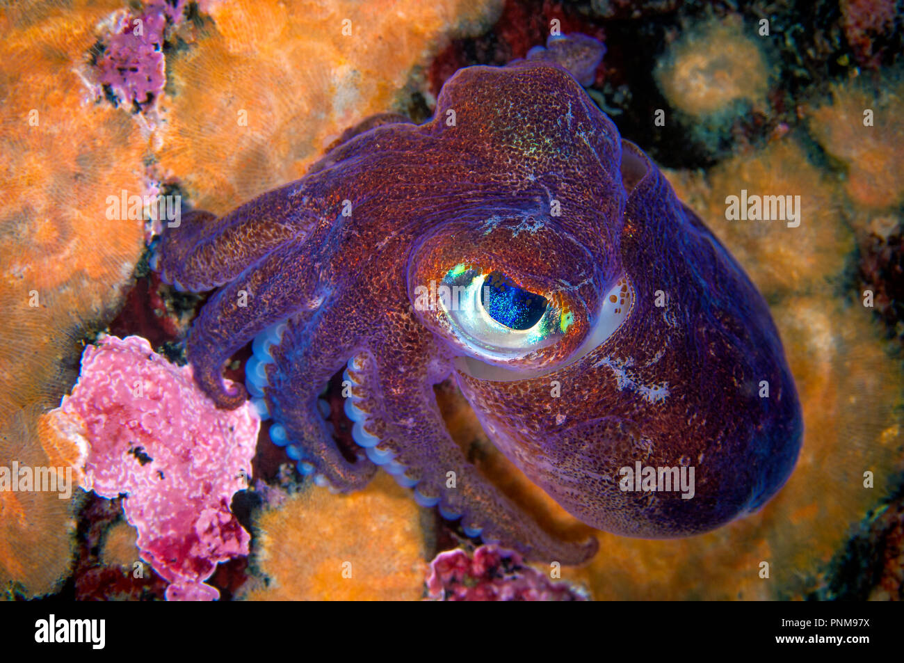 Sepiola High Resolution Stock Photography and Images - Alamy