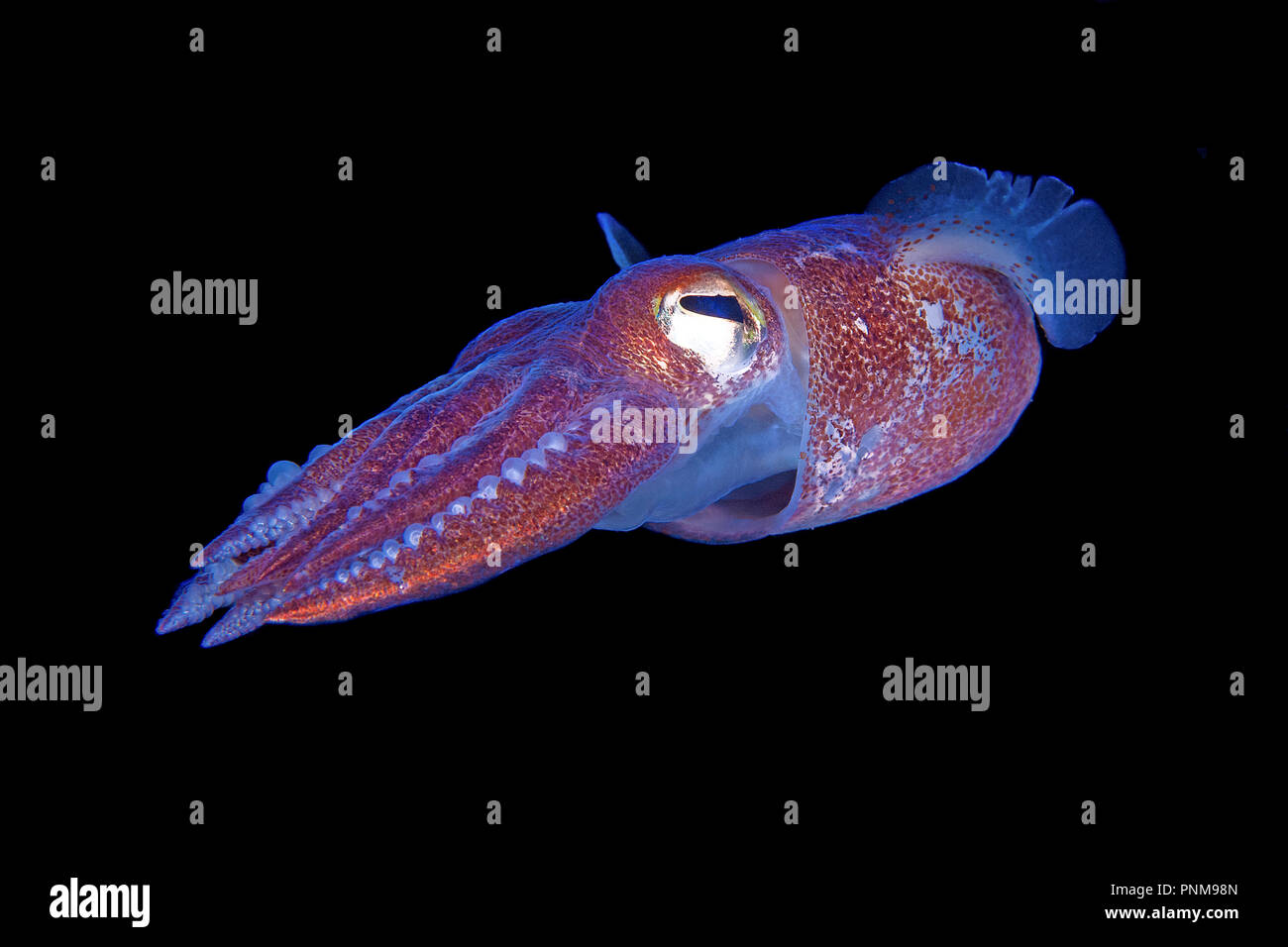 Sepiola High Resolution Stock Photography and Images - Alamy