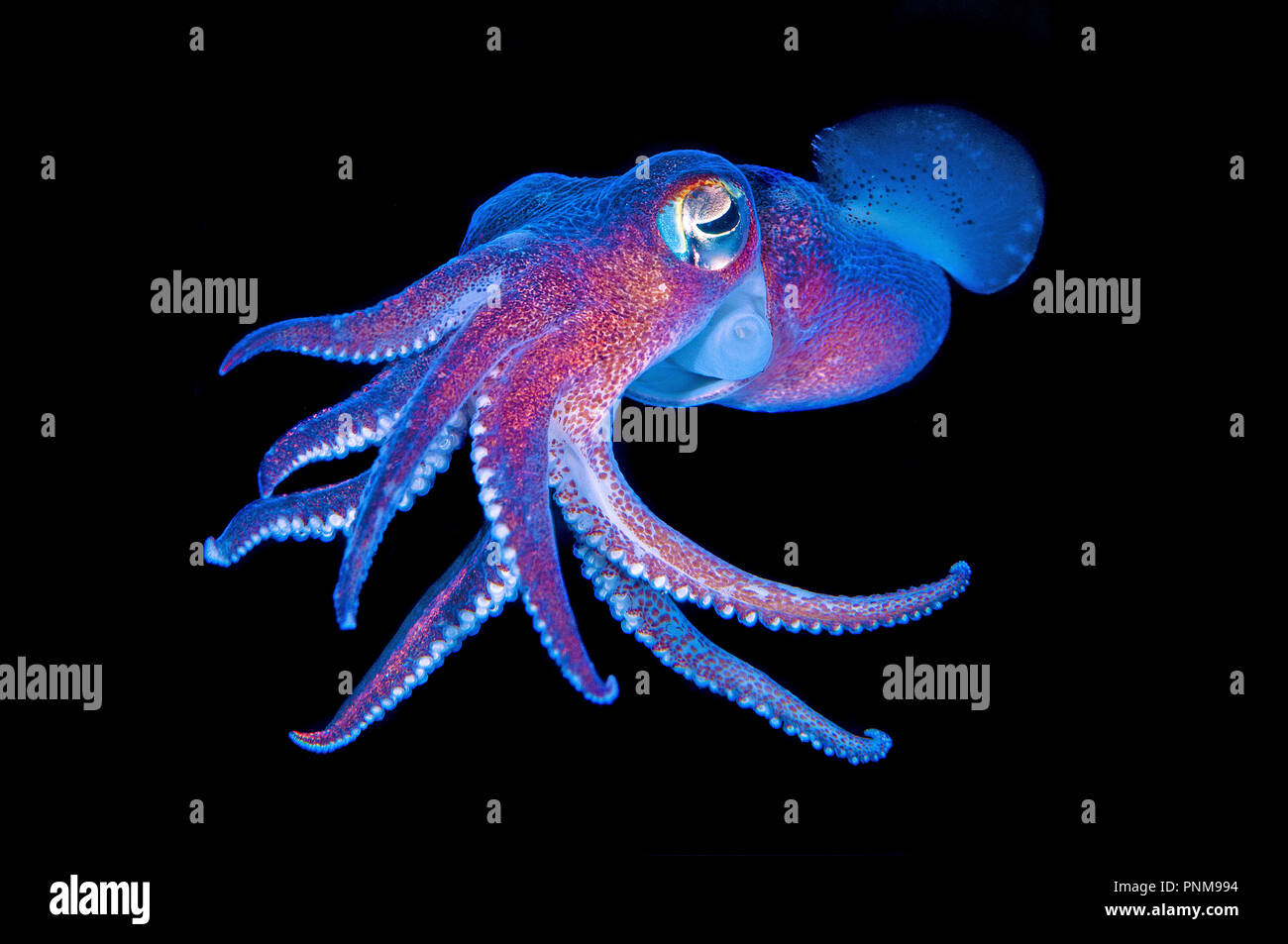 Sepiola High Resolution Stock Photography and Images - Alamy