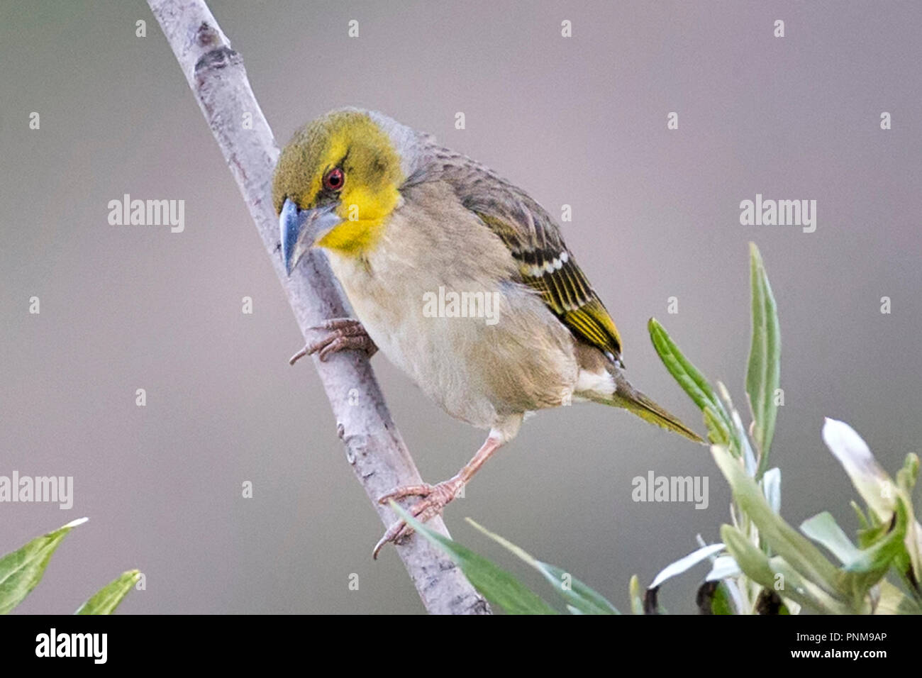 Female village weaver (Ploceus cucullatus), aka spotted-backed weaver ...