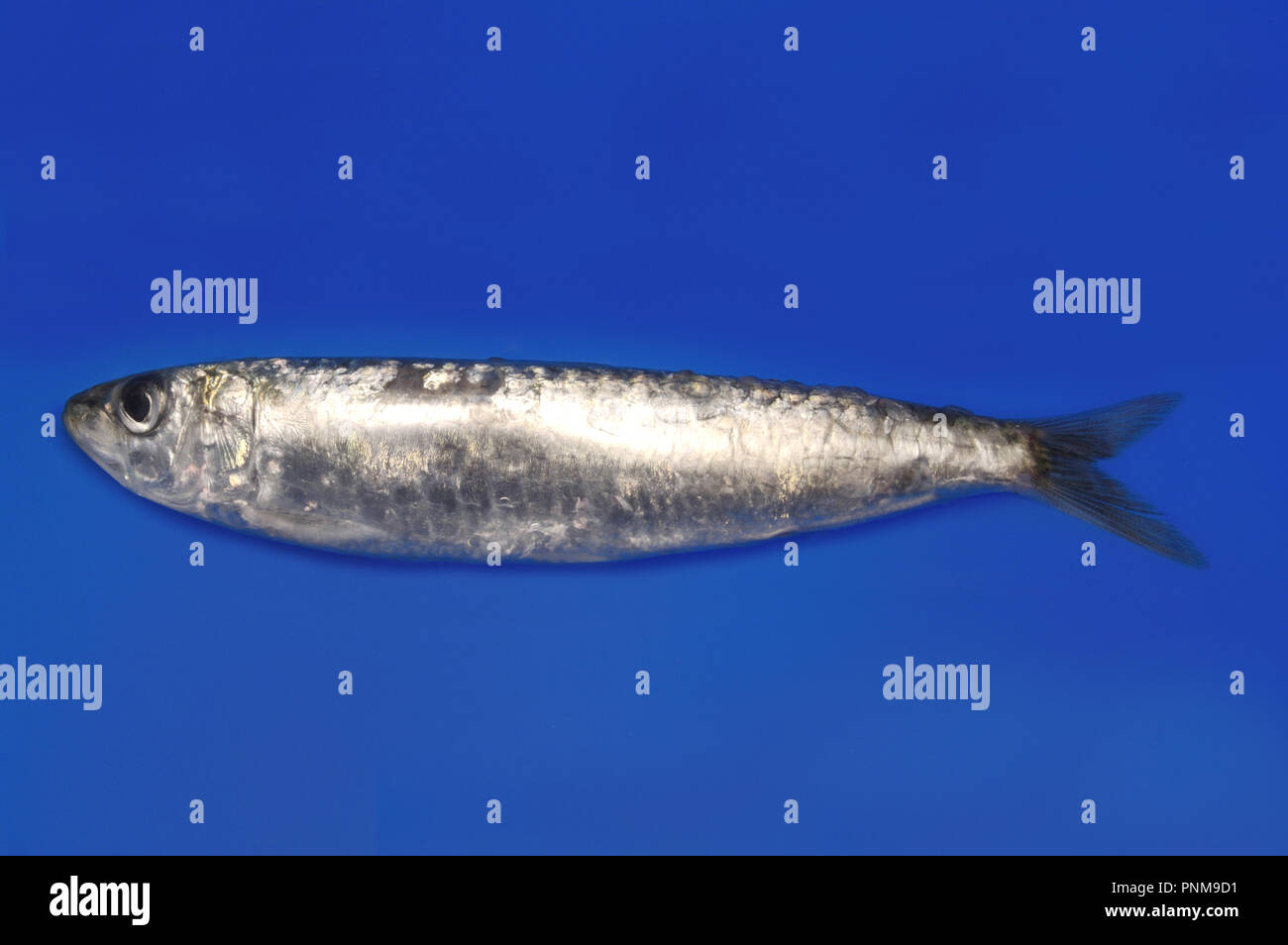 sardine isolated on blue Stock Photo - Alamy
