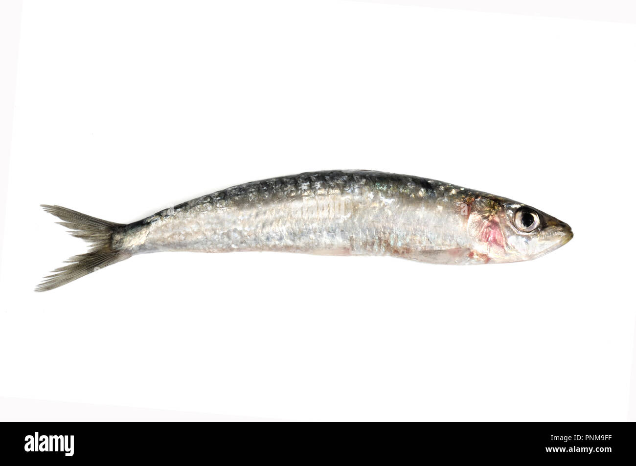 sardine isolated on white Stock Photo - Alamy