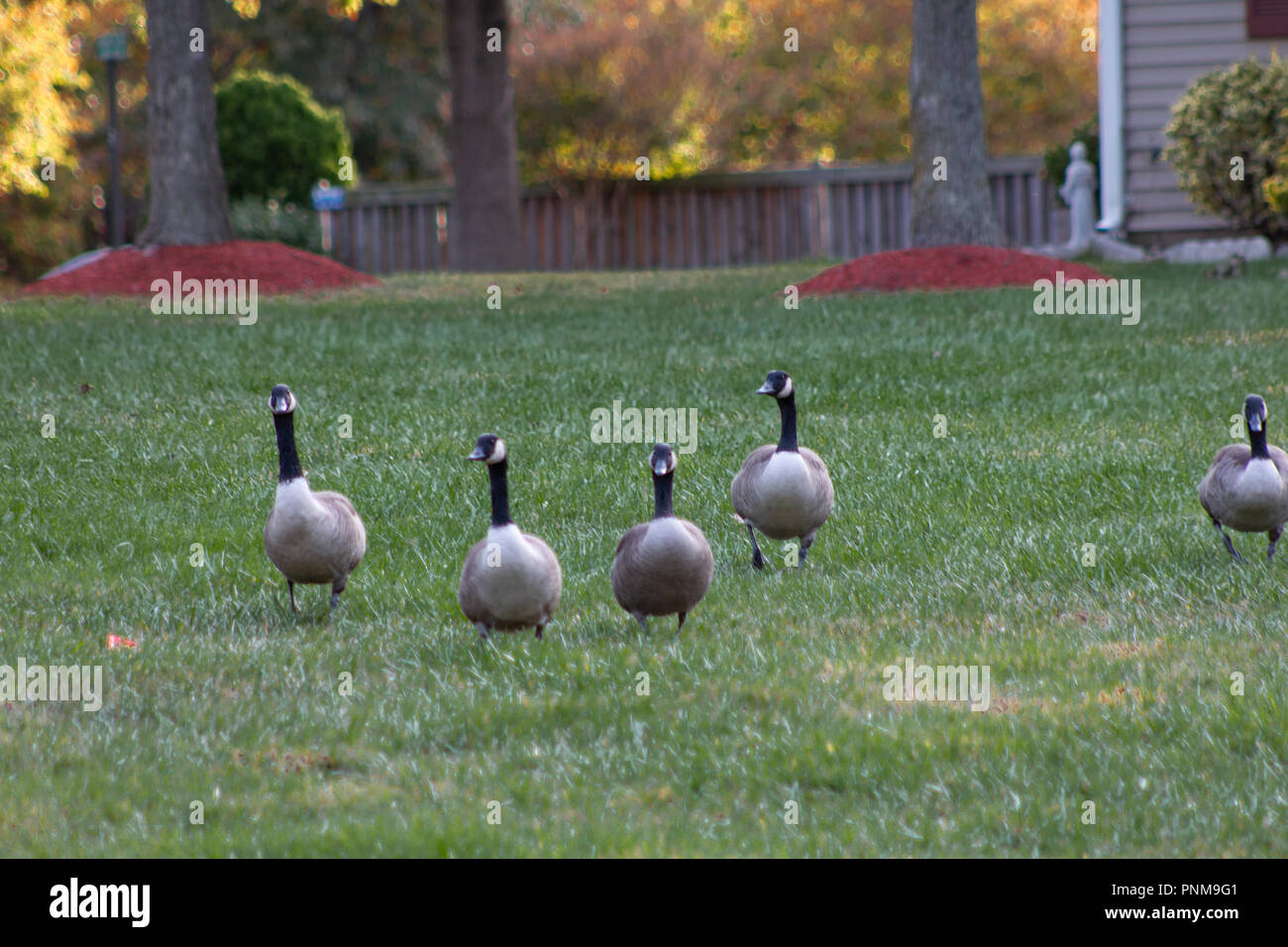Marching geese hi-res stock photography and images - Alamy