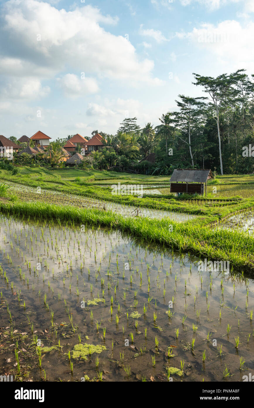 Ubud rice terraces bali hi-res stock photography and images - Alamy