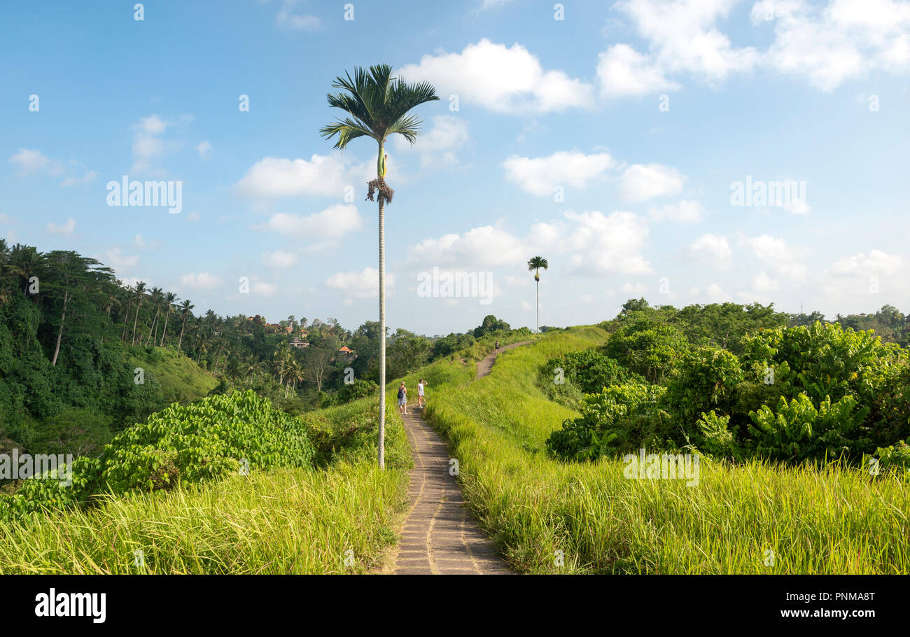 Hiking trail, paved path through tropical vegetation, Campuhan Ridge ...