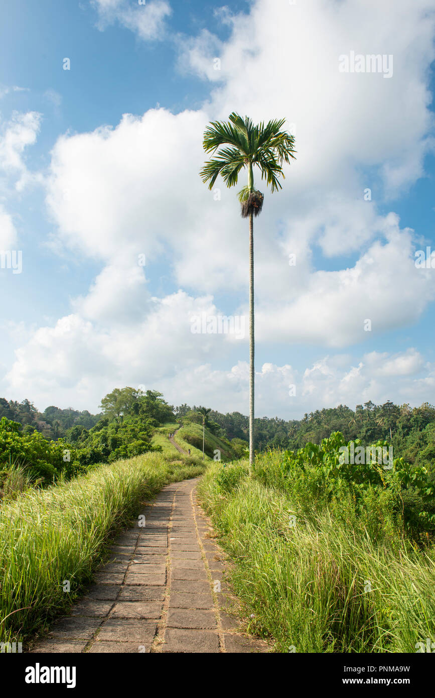 Hiking trail, paved path through tropical vegetation, Campuhan Ridge ...