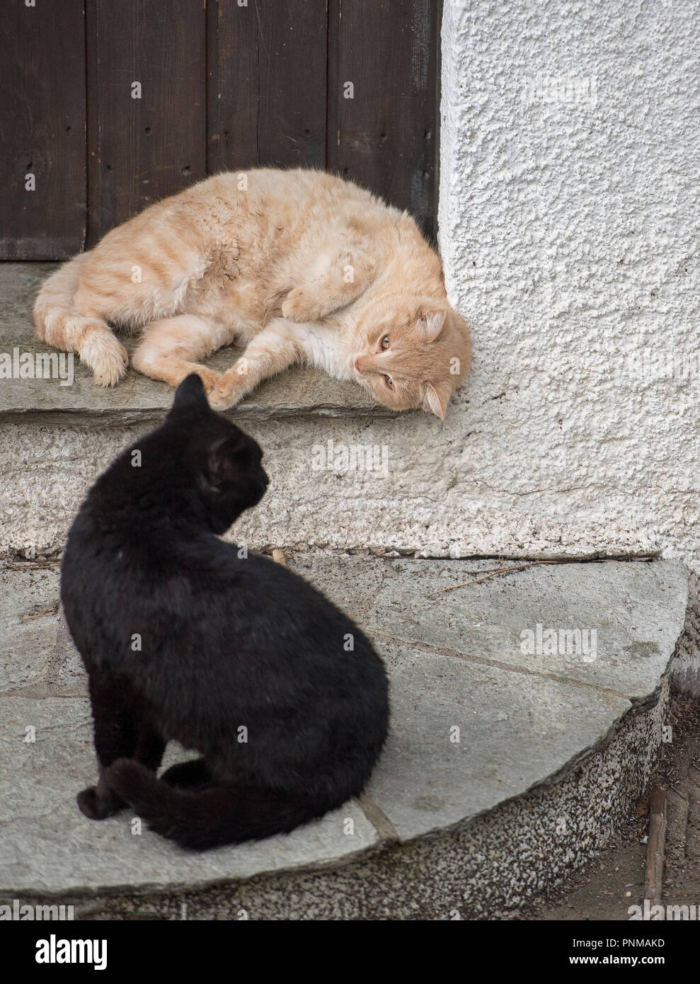Two adorable cats playing together. Cats outdoor Stock Photo - Alamy