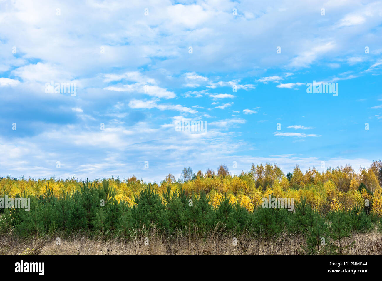 Stripe yellow autumn trees on a background of green pine trees and blue ...